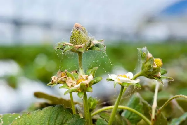 Cobble tick on strawberry