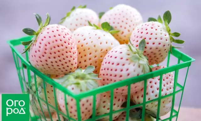 पिनबेरी - स्ट्रॉबेरी- 2479_14