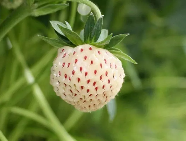 Pineberry - maduixa 2479_8