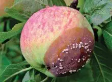 Mondyliza (Monilila Burn, Fruit Rot) Apple