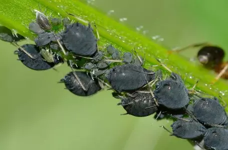 比七月对待苹果树，梨和李子对抗疾病和害虫 2485_15