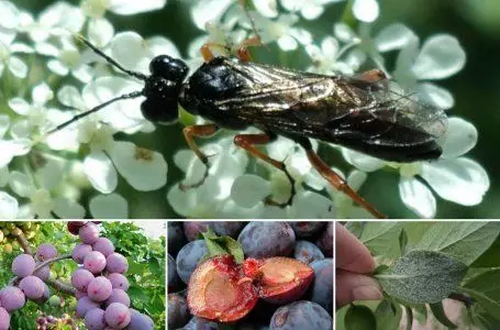 Que de traiter les pommiers, la poire et la prune en juillet contre la maladie et les parasites 2485_20