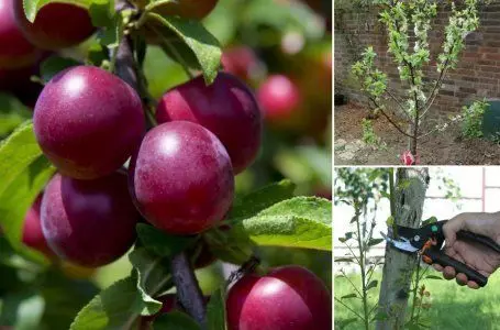 Che trattare gli alberi di melo, pera e prugna a luglio contro la malattia e i parassiti 2485_21