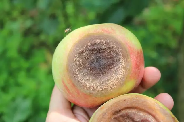 Fruit Rot Apple Tree