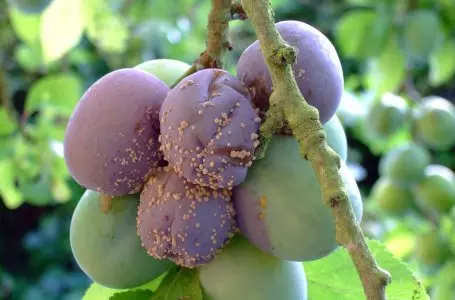 Che trattare gli alberi di melo, pera e prugna a luglio contro la malattia e i parassiti 2485_8