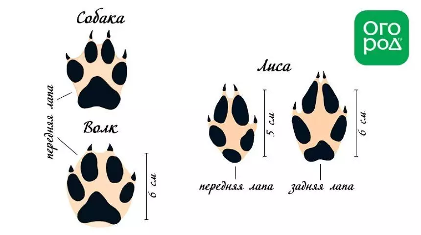 狗，狼和狐狸的痕跡