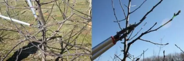 Mga Trimming Branches ug Breaking Crown