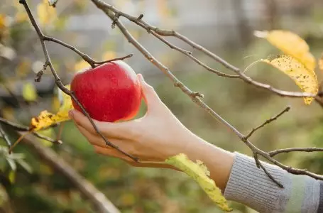 Zakaj ne cvetijo hruška - 7 najverjetnejših razlogov 2497_9