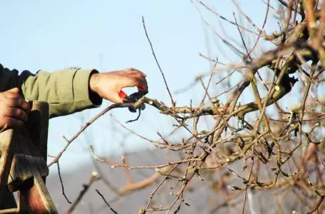 Landing Tree Apple: Kepiye Masang Seedling ing musim gugur lan musim semi (foto, video) 2499_10