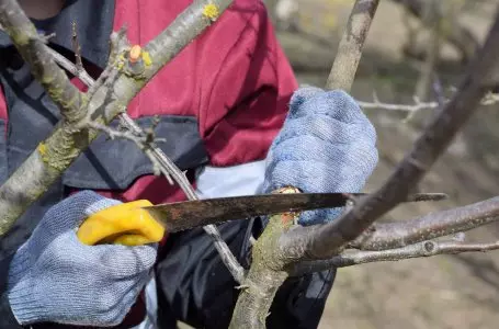 Apfelbaumlandung: Wie man einen Sämling im Herbst und Frühling (Foto, Video) legt 2499_13