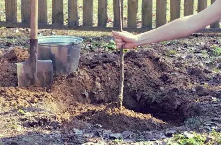 Apfelbaumlandung: Wie man einen Sämling im Herbst und Frühling (Foto, Video) legt 2499_3