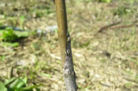 Arbre d'Apple Landing: Com posar una plàntula a la tardor i la primavera (foto, vídeo) 2499_4