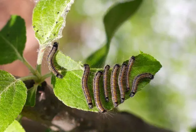 Caterpillars sa isang puno ng mansanas