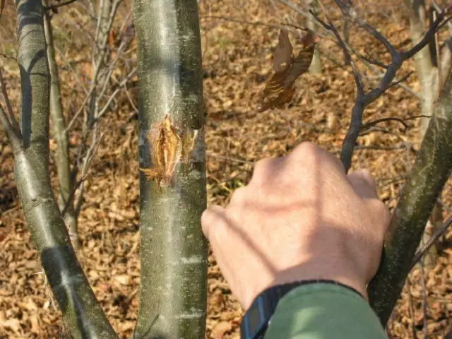 Чойпулӣ