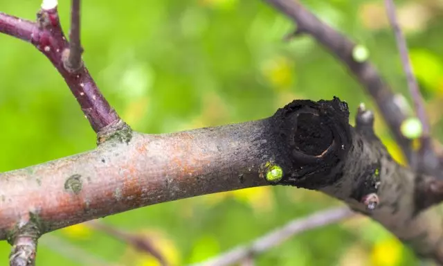 Nigra kancero sur pomo