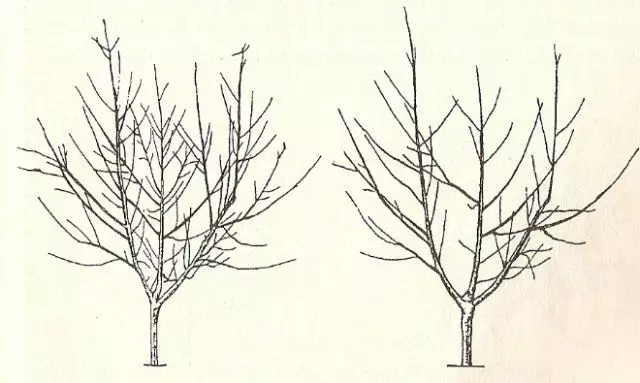 Cherry Pruning Cherry.