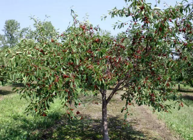 Cereza de madeira