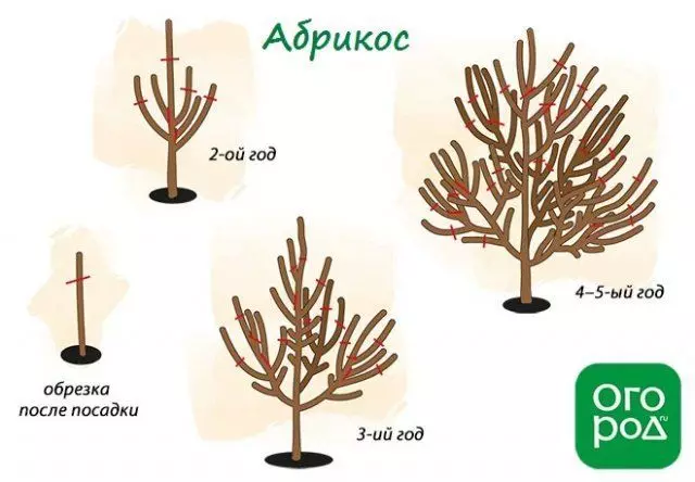 Схема обрізки абрикоса різного віку восени