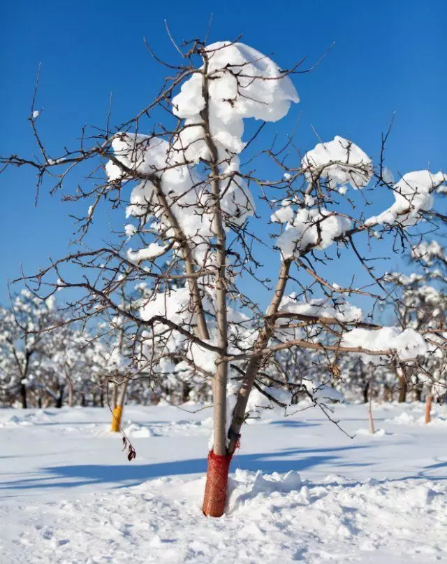 រដូវរងារ cherry