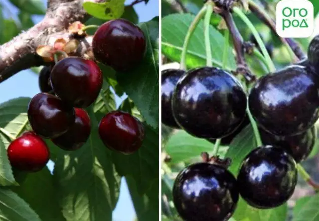 Muscata Manis Kelas Cherry