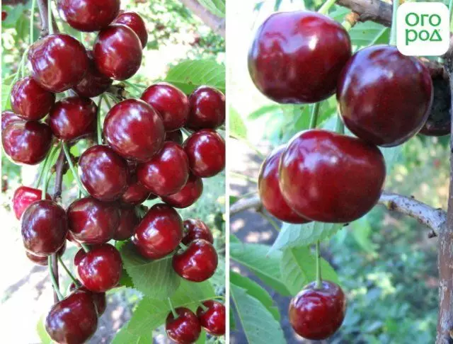 Tyutchevka Cherry Kelas