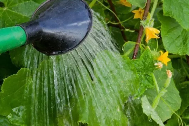 Wêrom planten de blêden twist