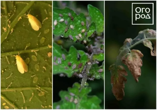 Kini idi ti awọn irugbin lilọ awọn leaves