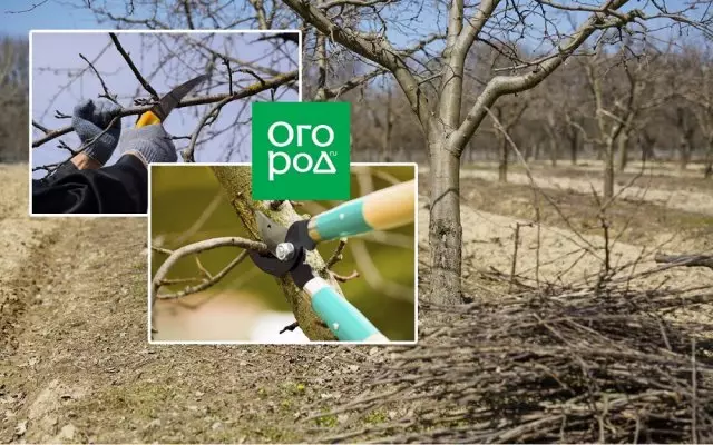 Tagliare gli alberi da frutto