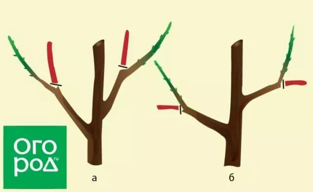 අභ්යන්තර හා බාහිර වකුගඩු වල ගස් කැපීම