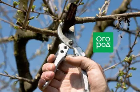 Scuola di giardinaggio: tutti i tipi di alberi di taglio 2535_13