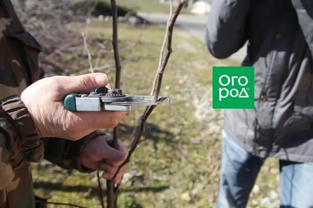 Tagliare gli alberi da frutto