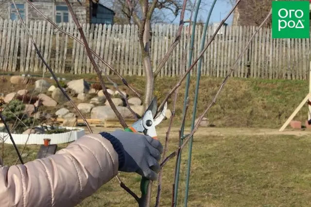 Tagliare gli alberi da frutto