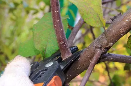 Scuola di giardinaggio: tutti i tipi di alberi di taglio 2535_20