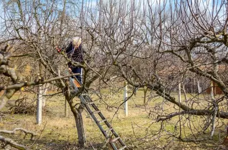 Tuinschool: alle soorten trimbomen 2535_3