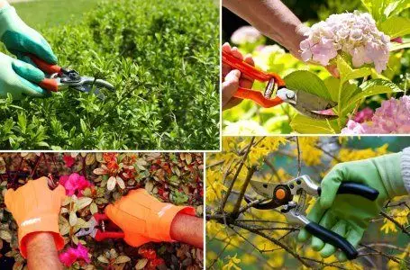 Scuola di giardinaggio: tutti i tipi di alberi di taglio 2535_4