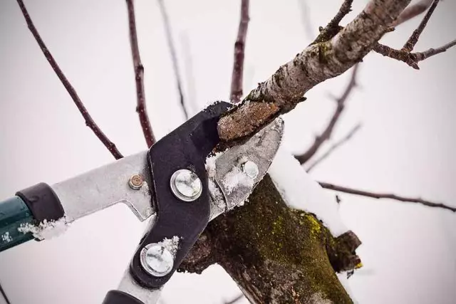 Tagliare gli alberi da frutto