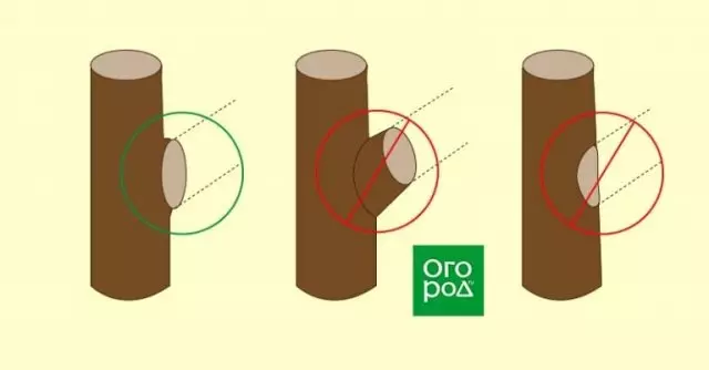 Bomen op de ring trimmen