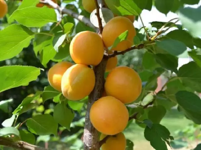 ಏಪ್ರಿಕಾಟ್ ಐಸ್ಬರ್ಗ್