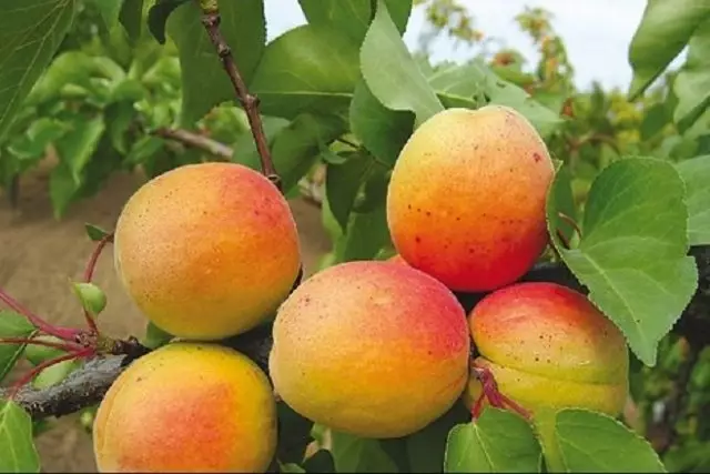 ಏಪ್ರಿಕಾಟ್ ಮೊನಾಸ್ಟಿಕ್