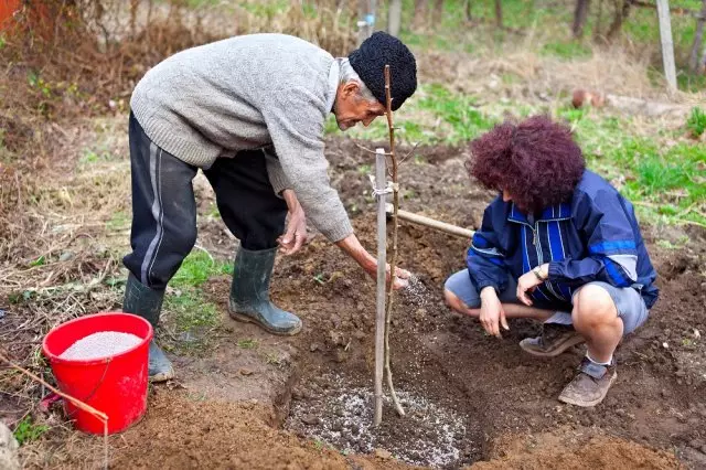 di come e quando alimenta gli alberi da frutto in primavera