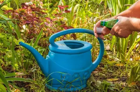 Il tuo primo giardino: cosa, come e quando nutrire gli alberi da frutto in primavera 2540_4