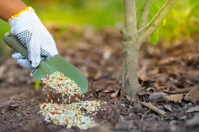 di come e quando alimenta gli alberi da frutto in primavera