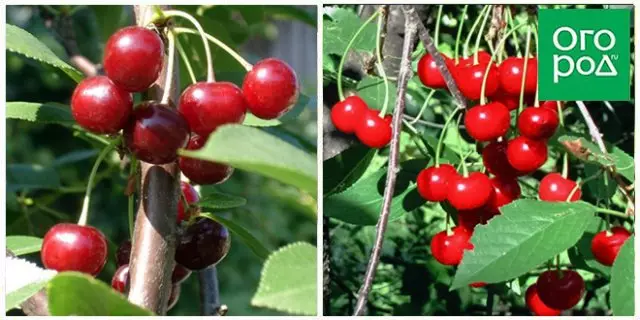 Cherry kujitegemea volochevka.