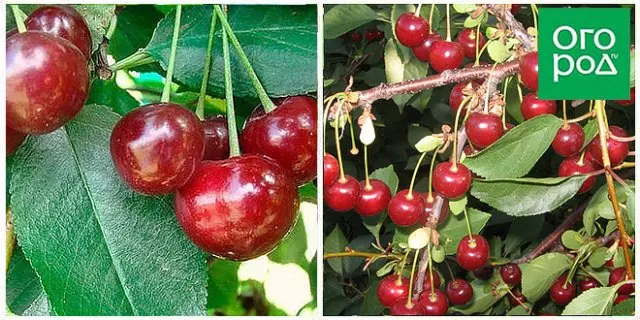 Cherry binafsi apukhtinskaya halali.