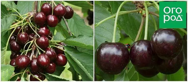 Cherry Self-vaba šokolaad