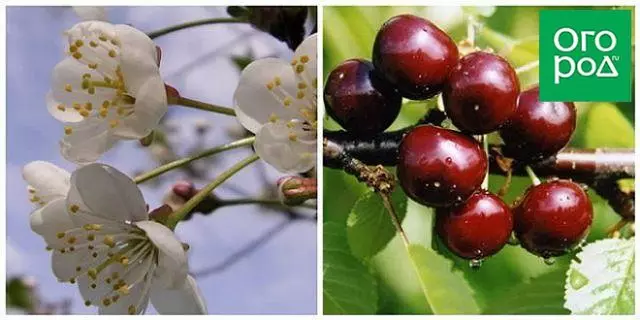 Cherry binafsi-vyslovaya.