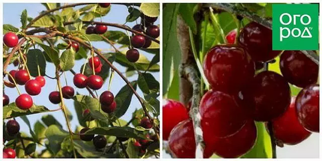 Cherry Self-vaba mälu Yenikeeva