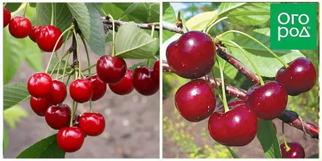 Cherry kujitegemea vijana