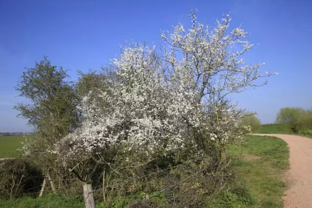 Okrenite cvjetanje