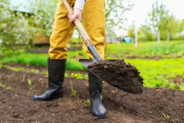 Peat na saịtị ahụ